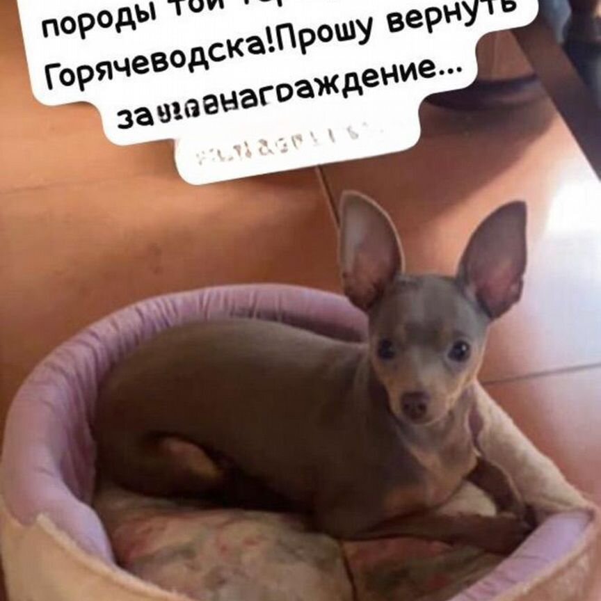 Той терьер потерялась