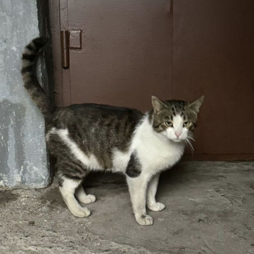 Кот ласковый в добрые руки
