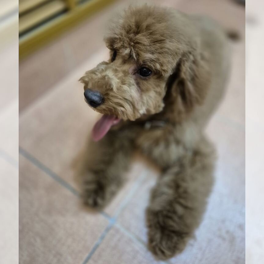 Той-пудель, щенок