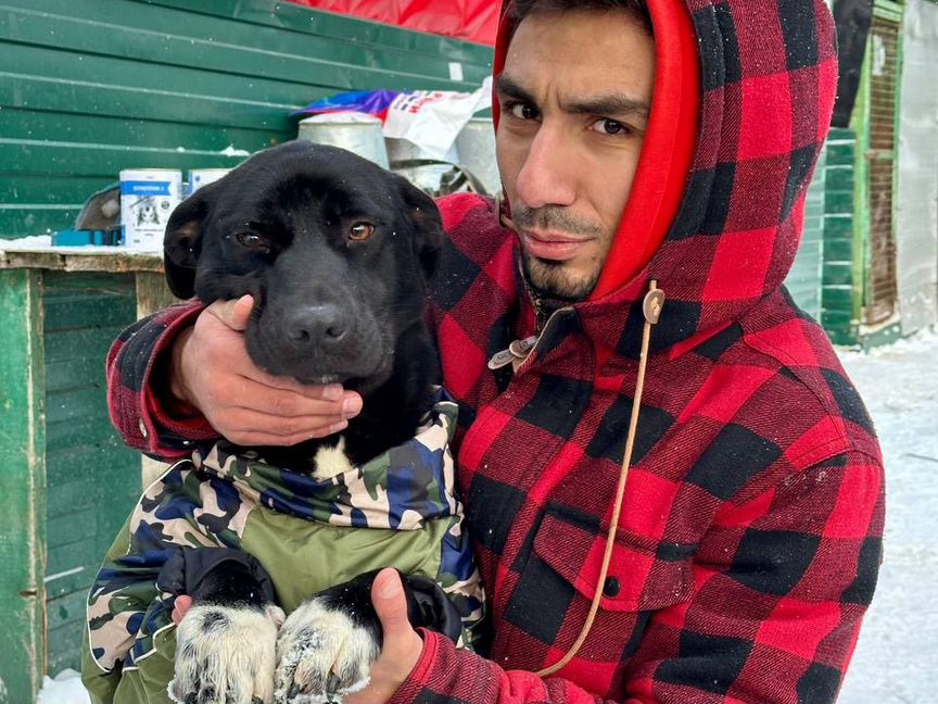 Собака в добрые руки