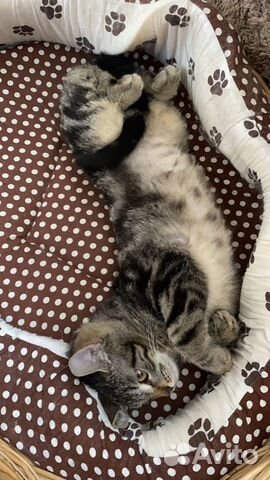 Котенок девочка