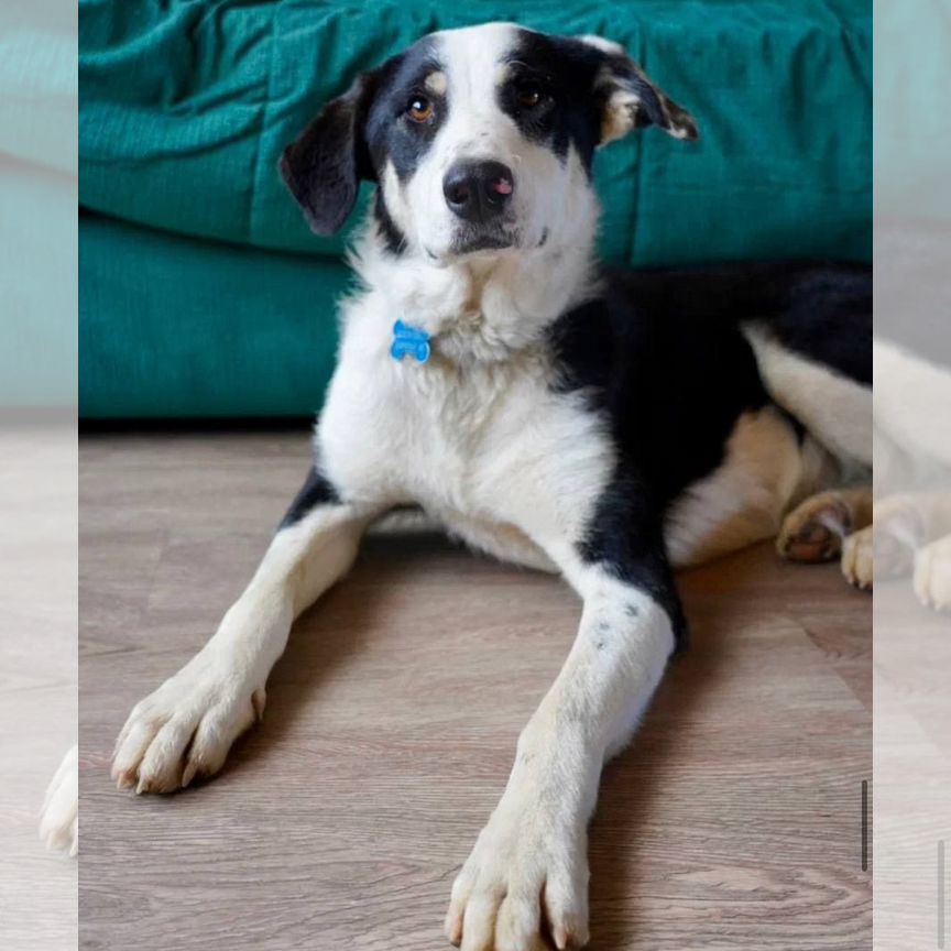 Бордер-колли, взрослая собака