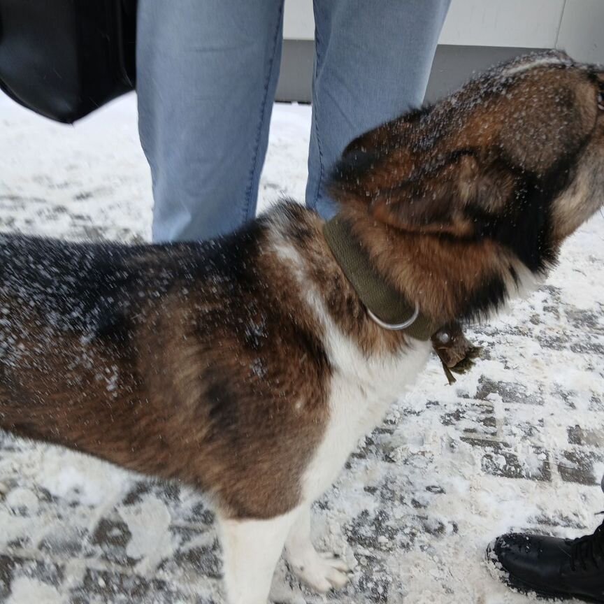 Взрослая собака в добрые руки