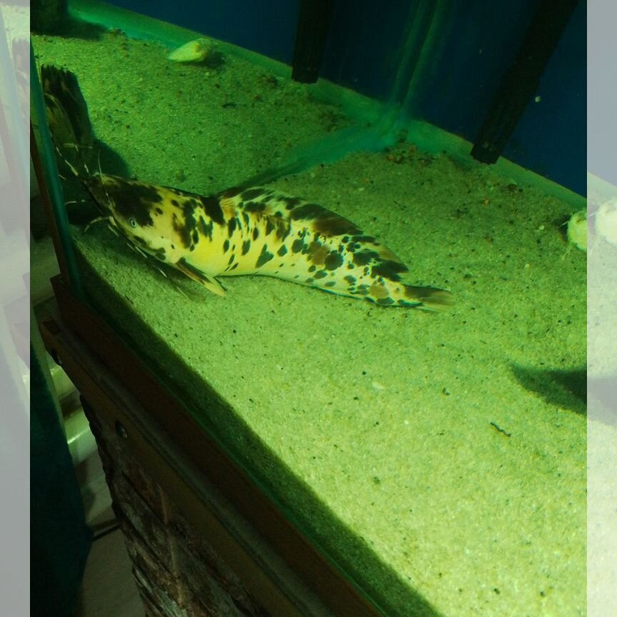 Сом клариус