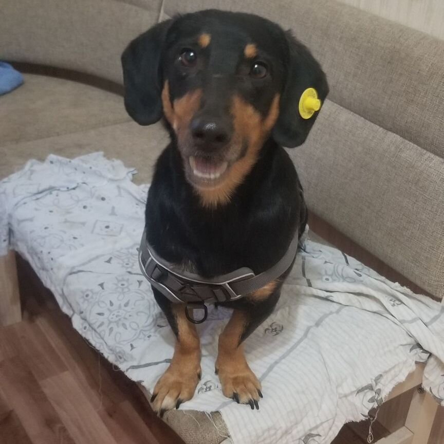 Отдам в добрые руки