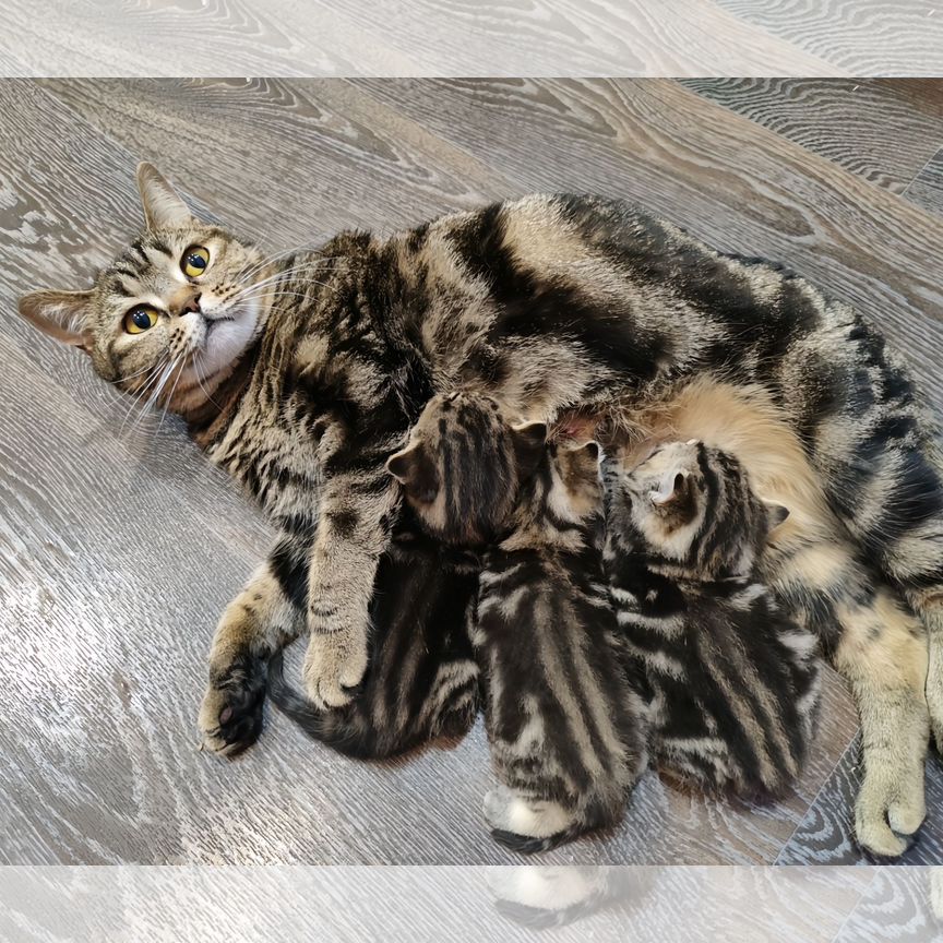 Шотландский прямоухий короткошёрстный котёнок