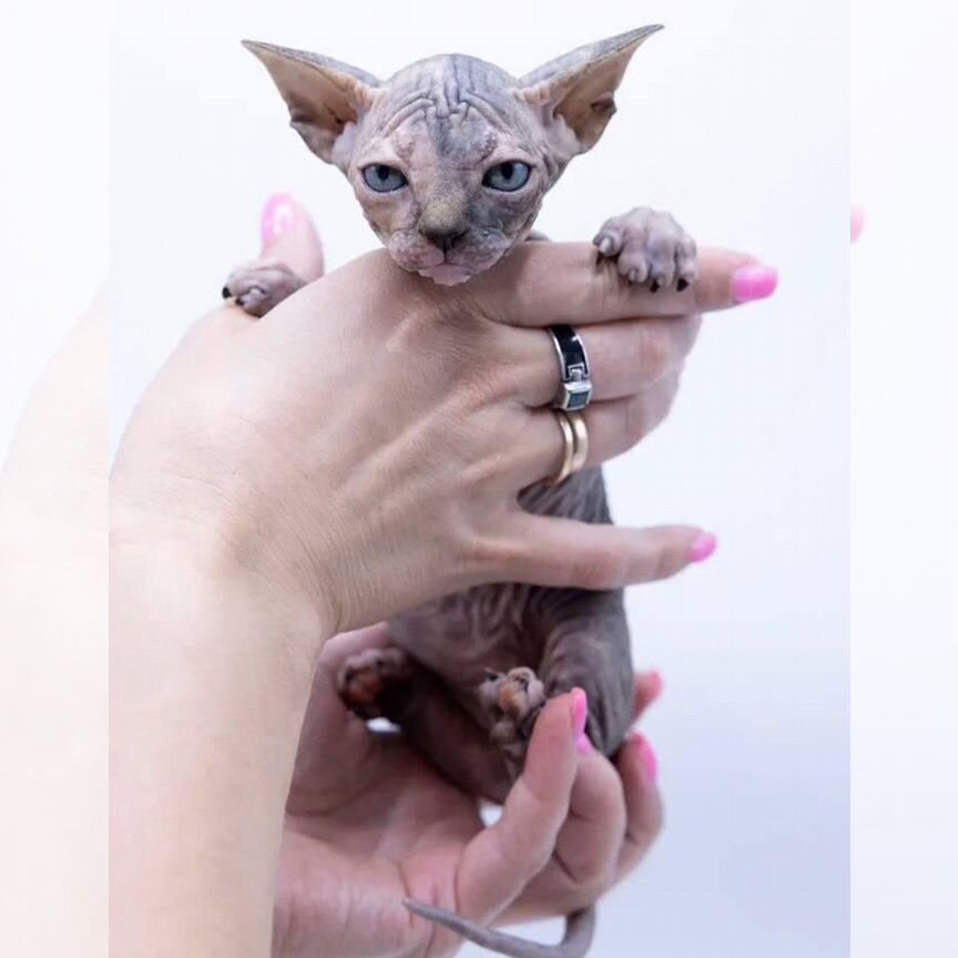 Канадский сфинкс котенок