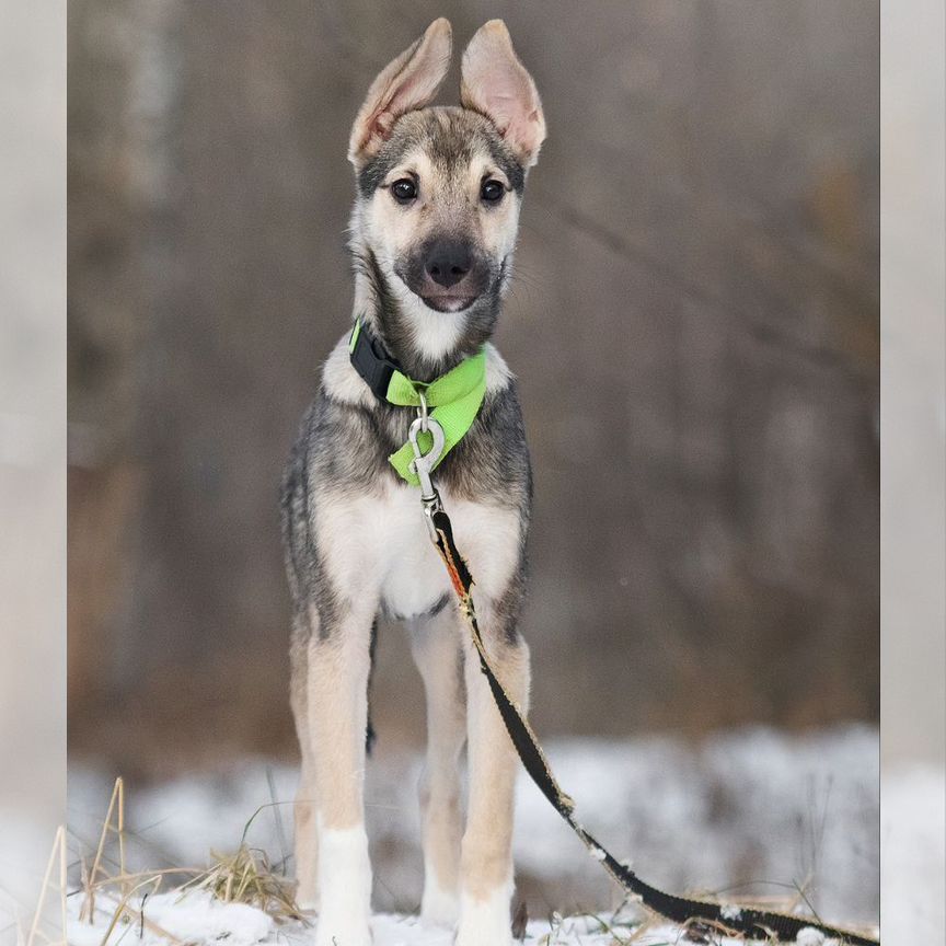 Щенок в добрые руки