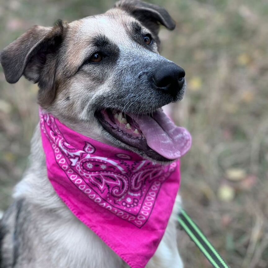 Собака подросток для семьи и дома