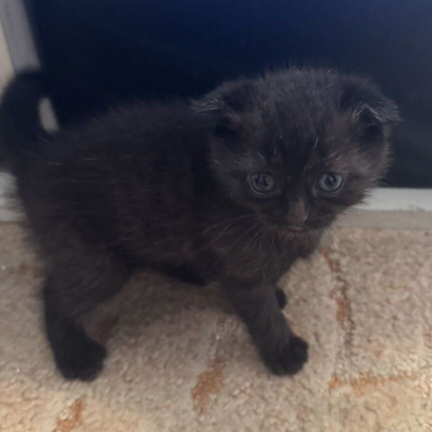 Британский длинношёрстный котёнок