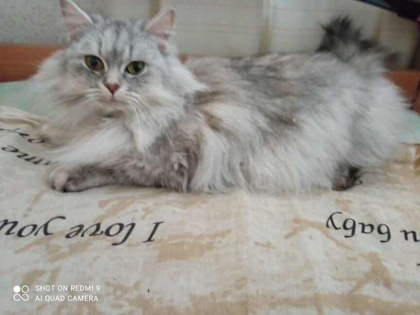 Отдам кошечку в добрые руки