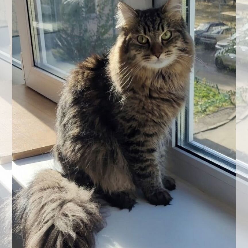 Взрослый кот в добрые руки