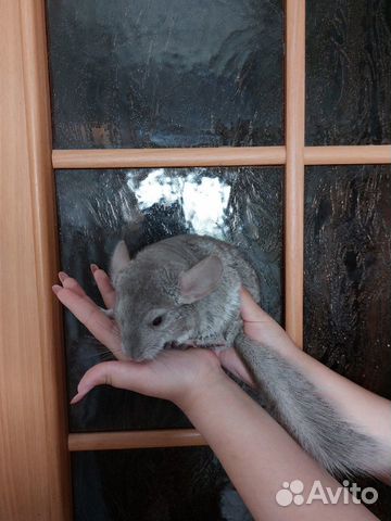 Продам шиншиллят