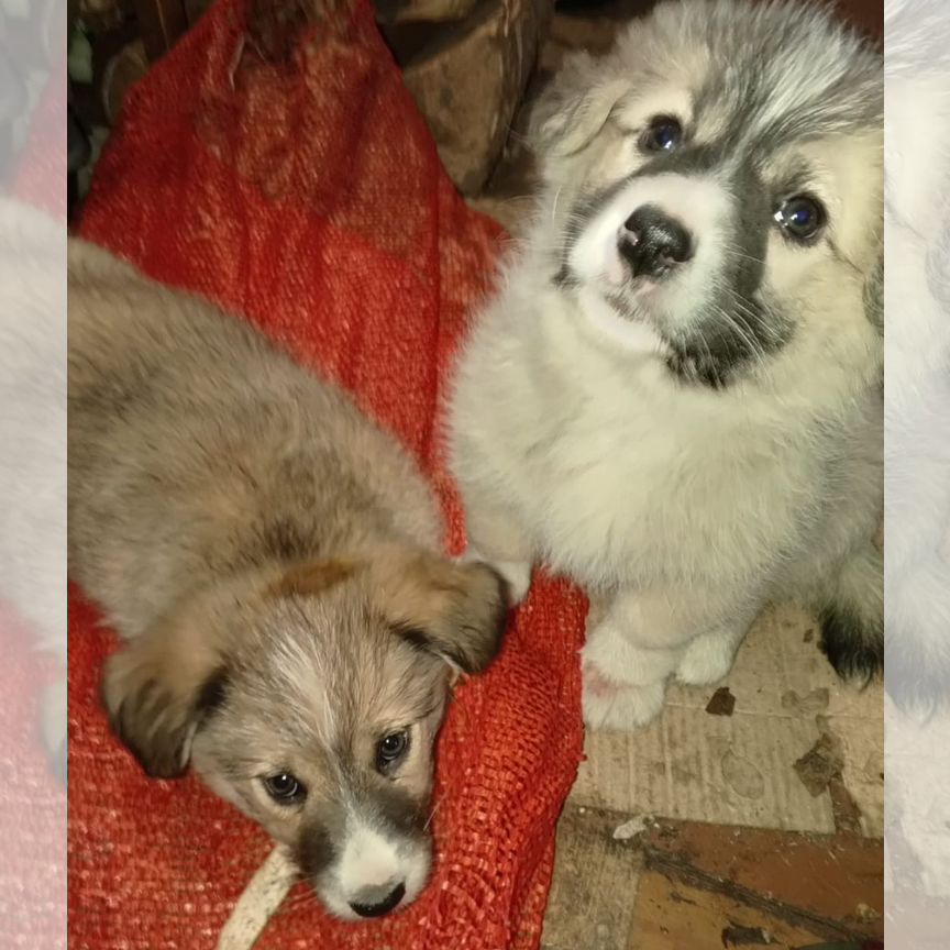 Щенок в добрые руки