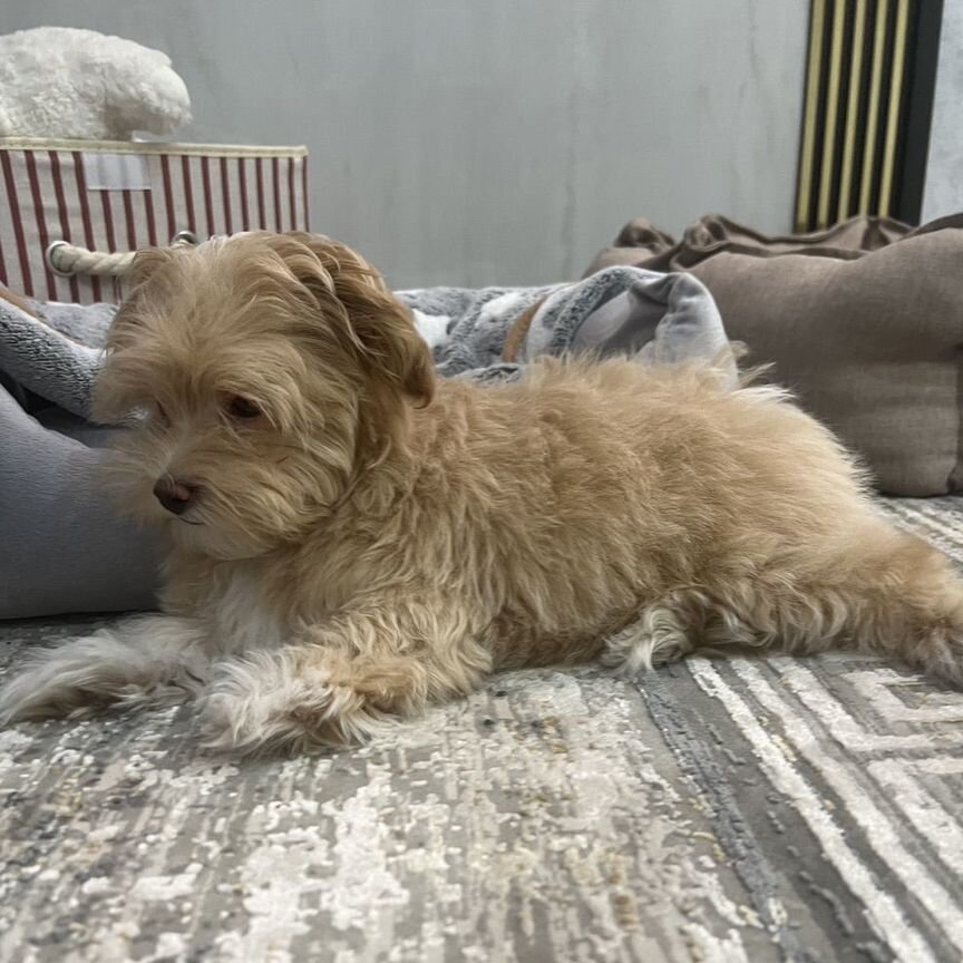 Мальтипу, щенок