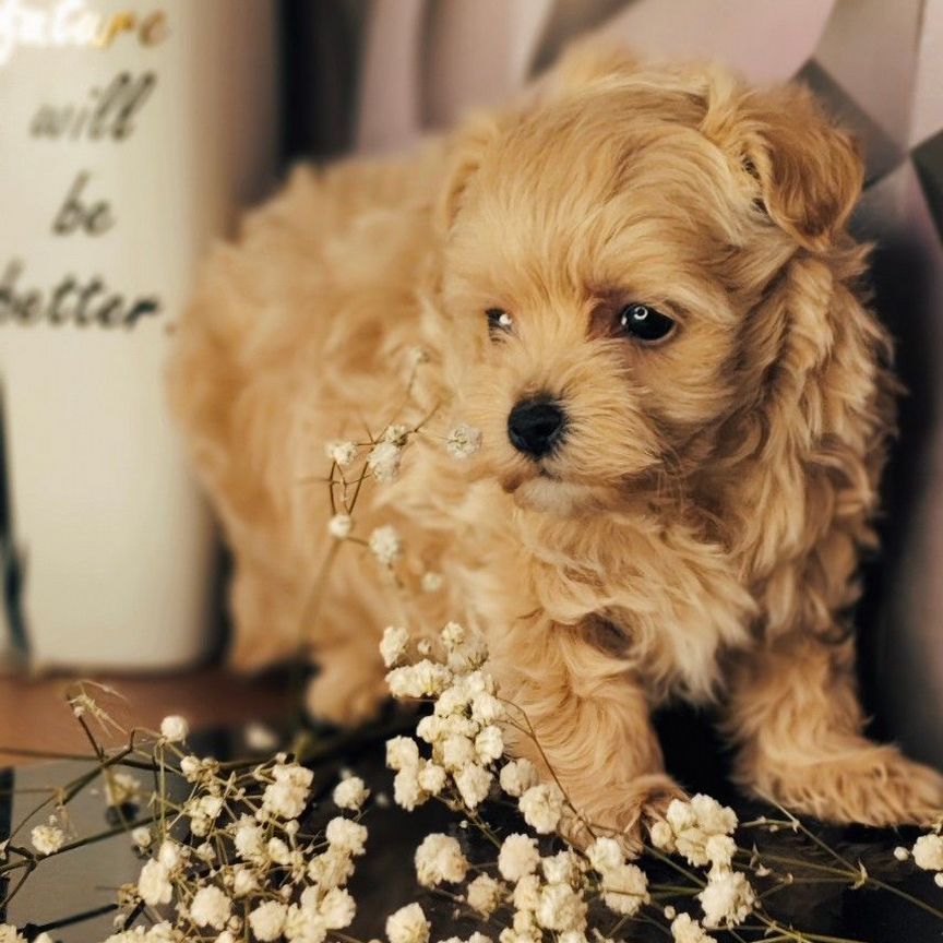 Миниатюрные микро мальтипу