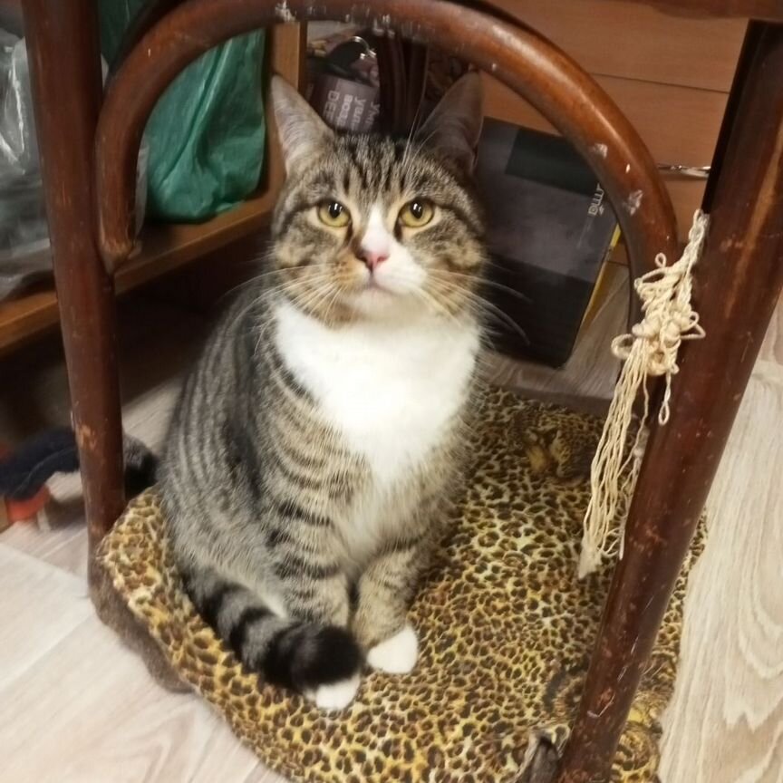 Кошки в добрые руки