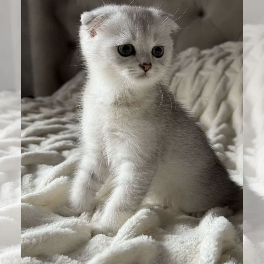 Шотландский вислоухий мальчик