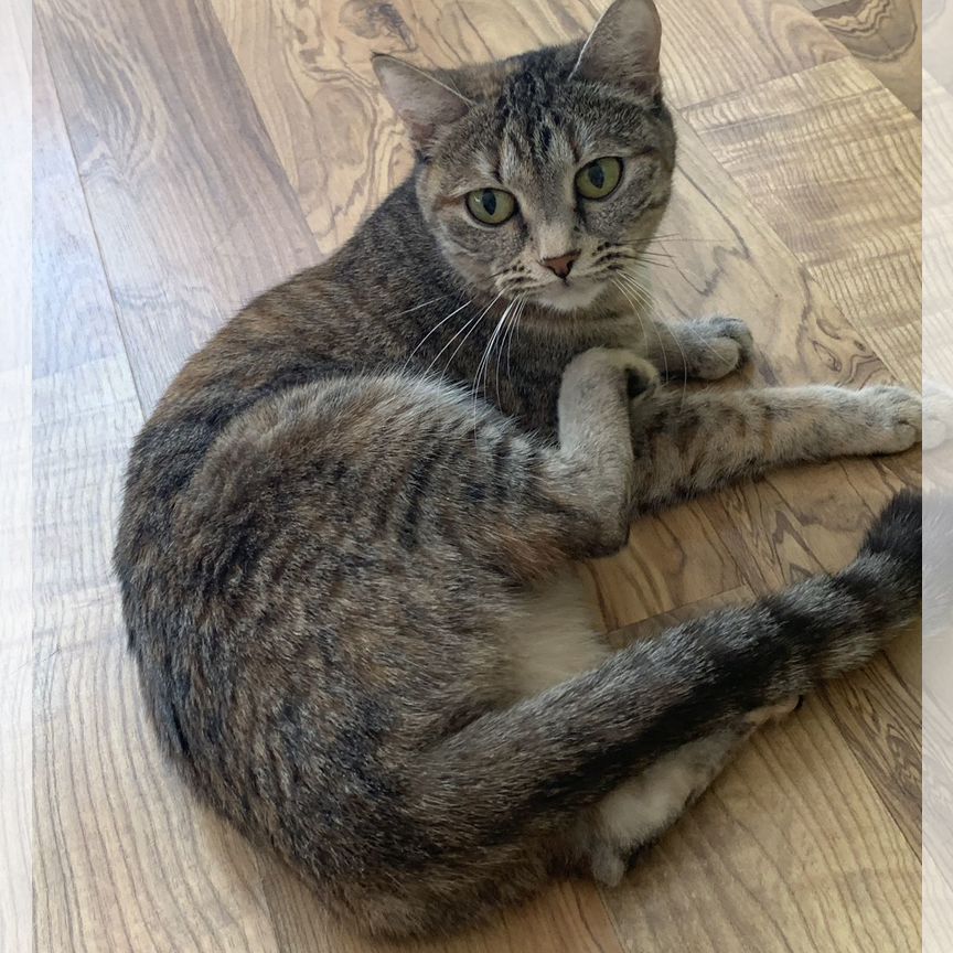 Взрослая, кошка в добрые руки