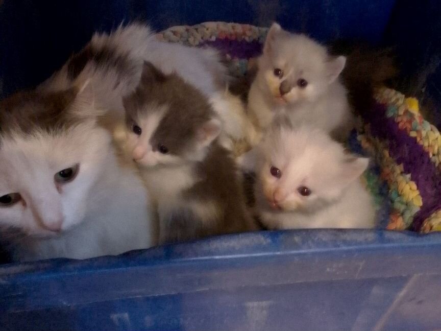 Котята от обычной кошки,отдам в хорошие руки