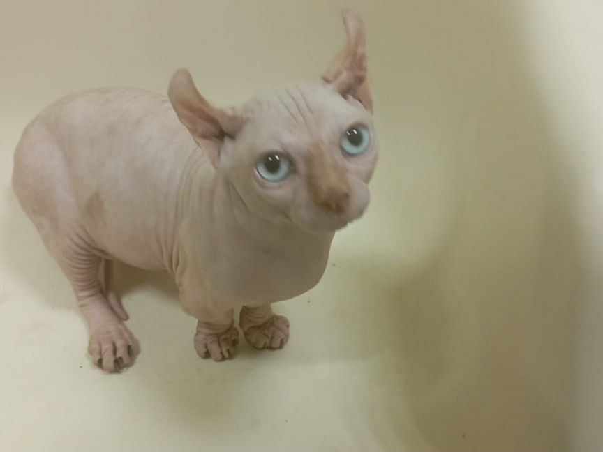 Канадский сфинкс