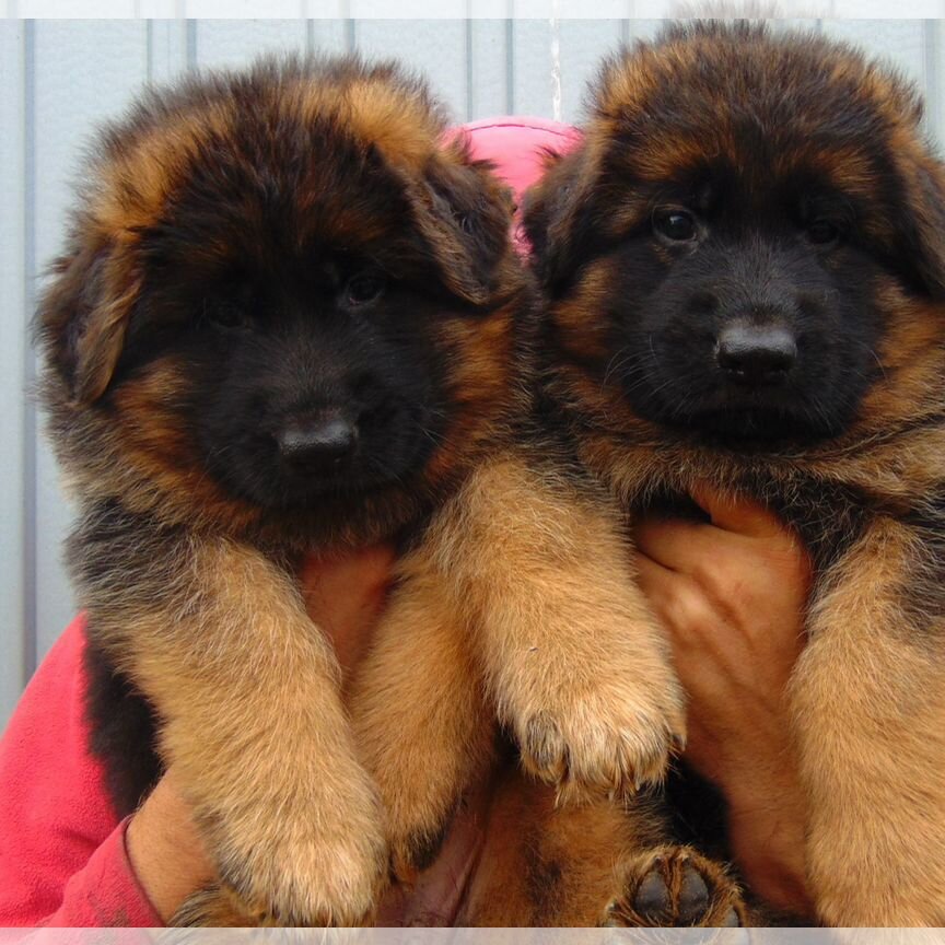 Щенки Немецкой овчарки (длинношёрстные), 1,5 мес