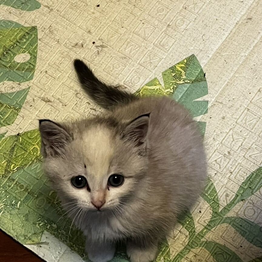Котенок в добрые руки
