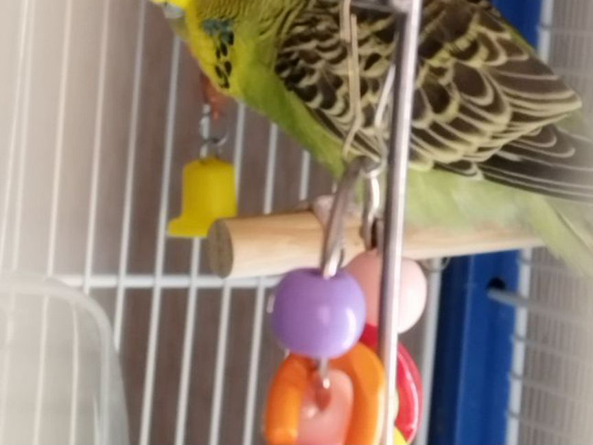 Выставочный попугай Чех