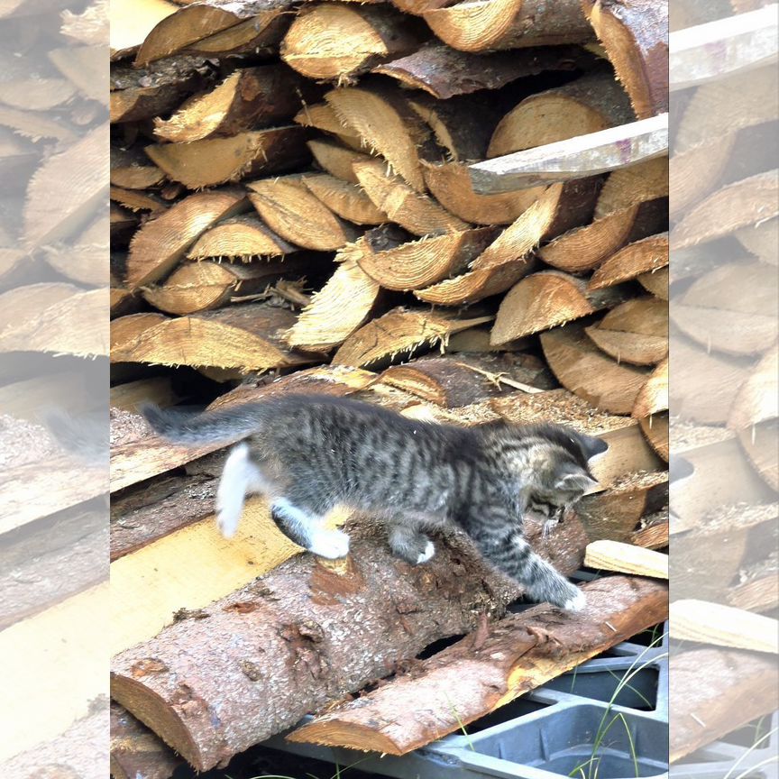 Котёнок в добрые руки