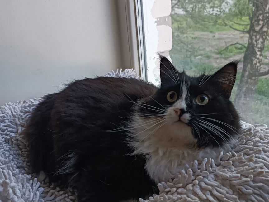 Котик молодой