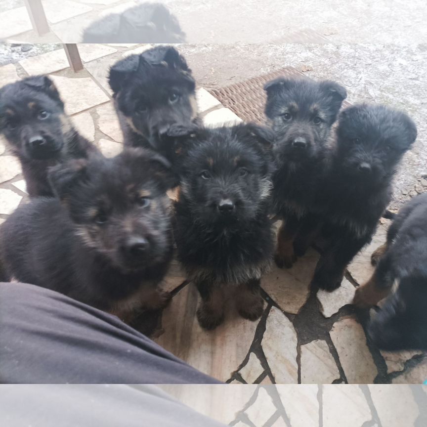 Щенки овчарки