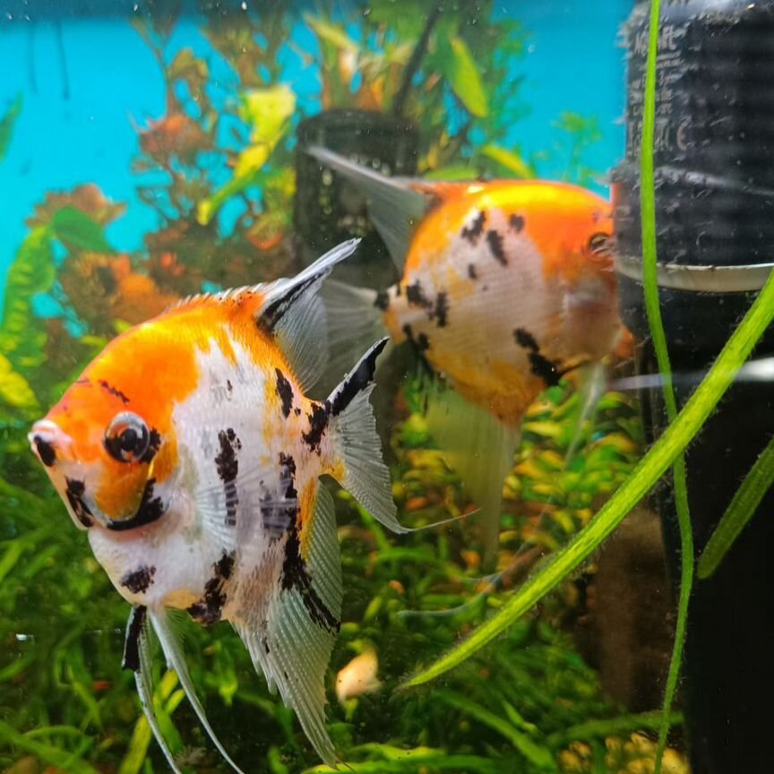 Скалярии кои пара