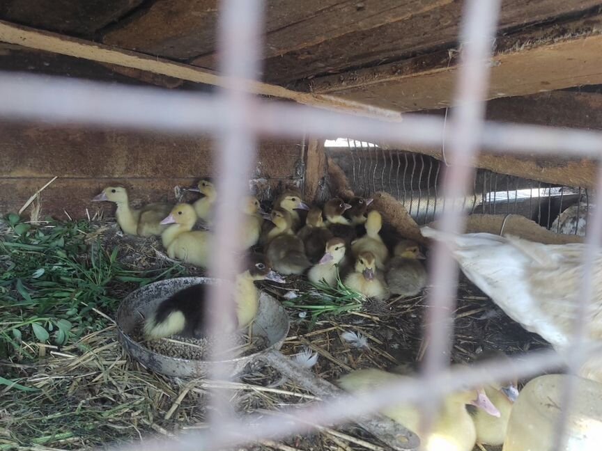 Утята индоуток и индийского бегунка