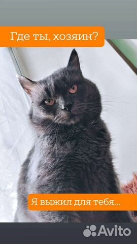 Шикарнейший котик в добрый дом