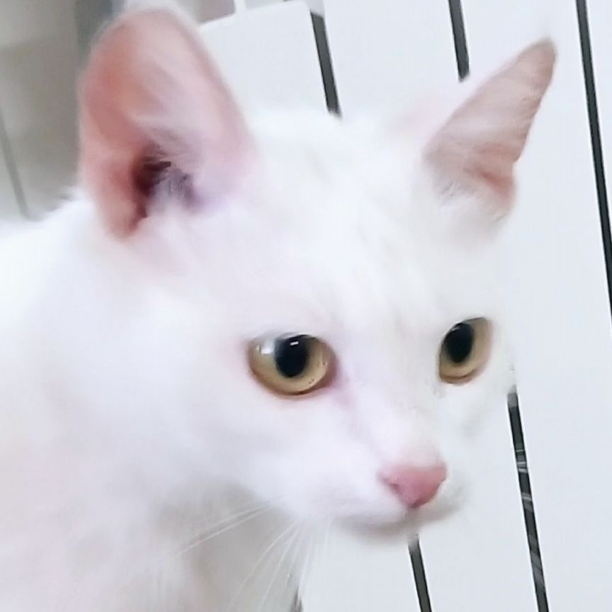 Русский голубой котёнок