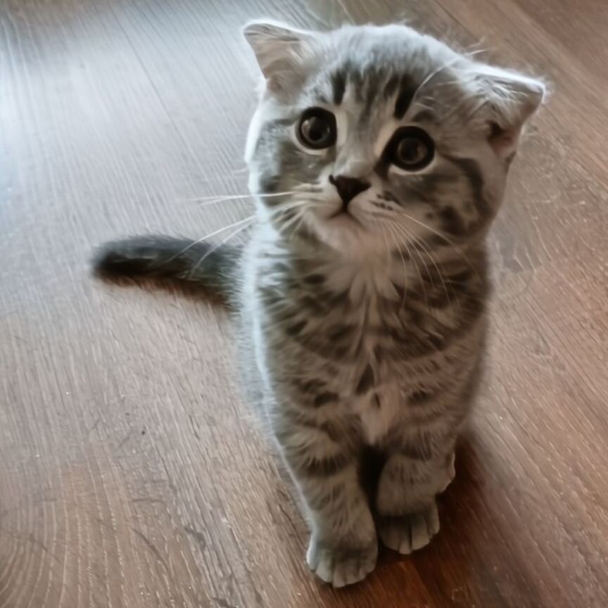 Шотландский вислоухий короткошёрстный котёнок