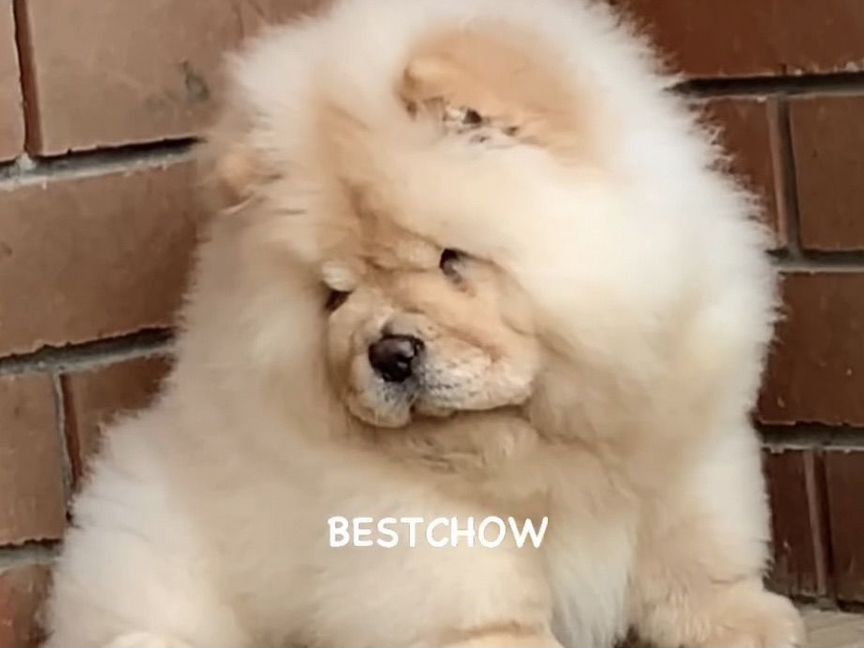 Щенки чау-чау мини мальчик