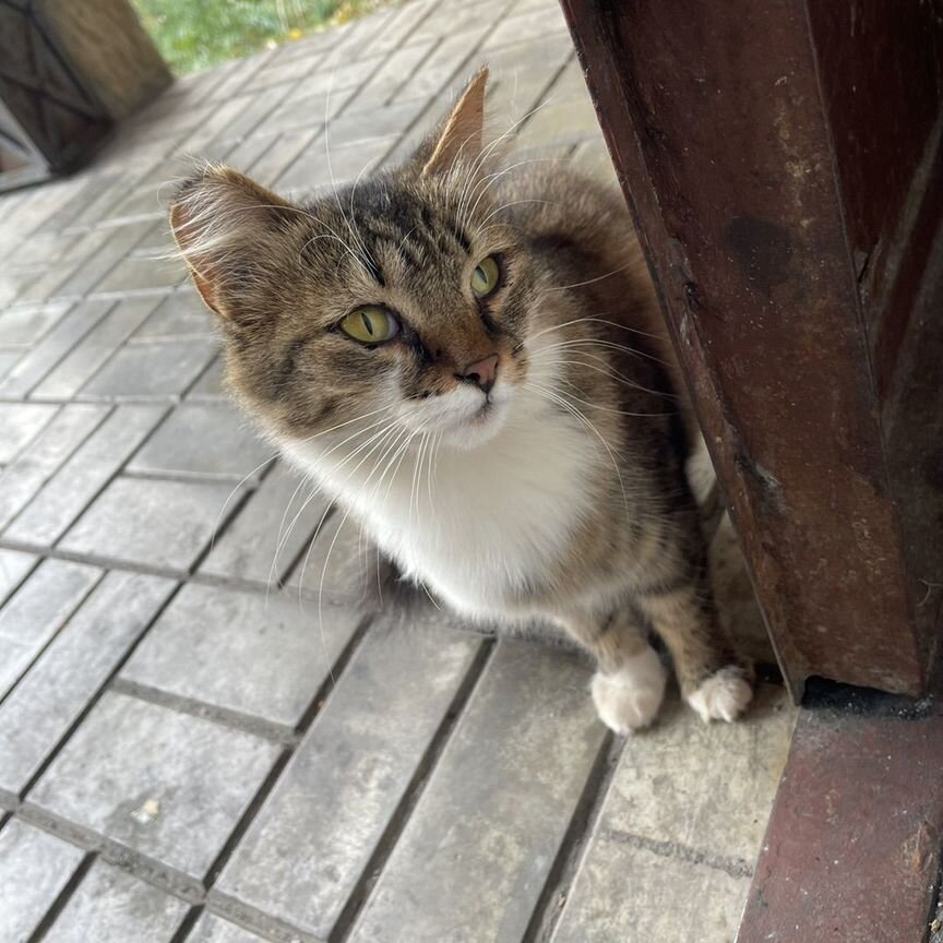 Котик улыбака в добрые руки