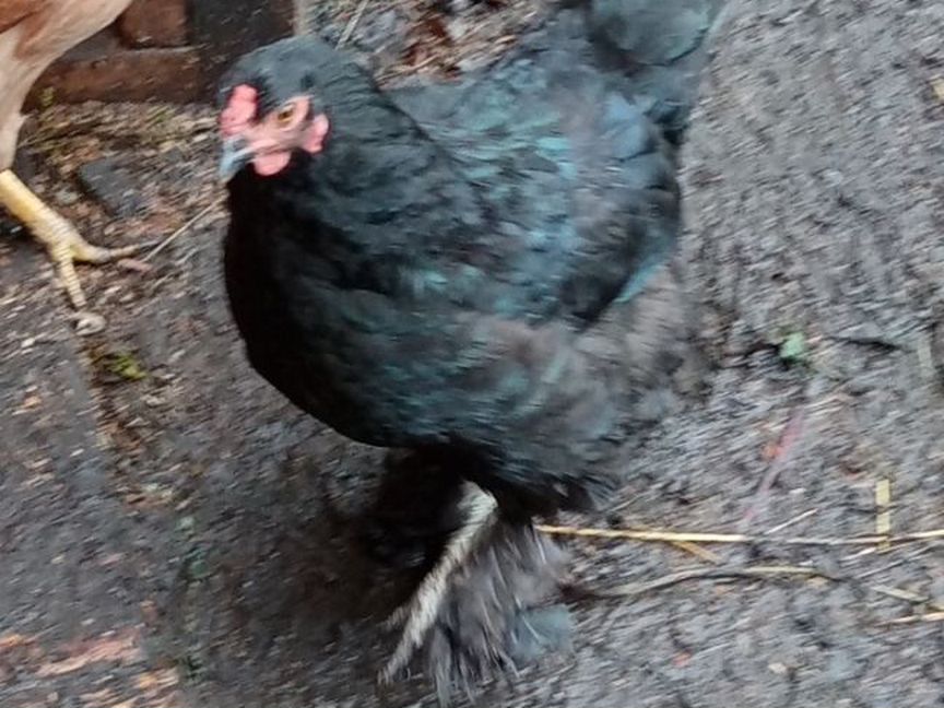 Клушка Брама