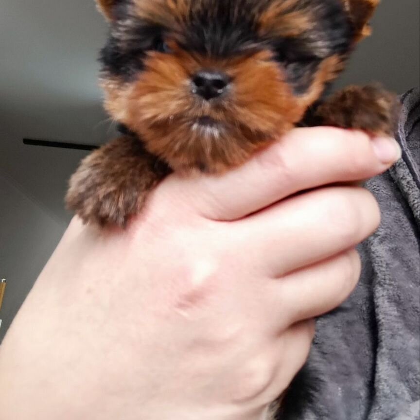 Йоркширский терьер мини беби фейс