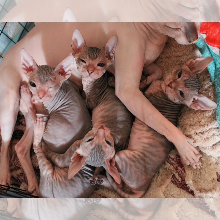 Донской сфинкс котёнок