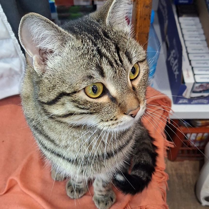 Взрослый кот в добрые руки