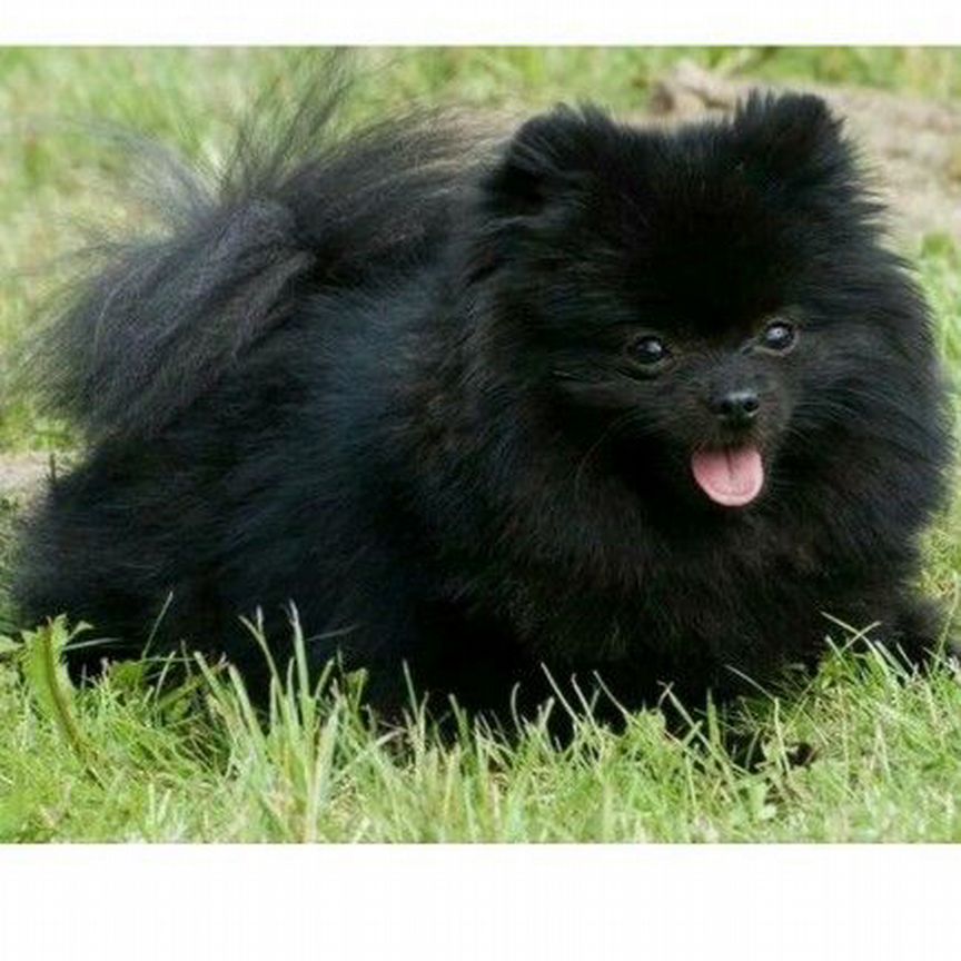 Мини пом фризе