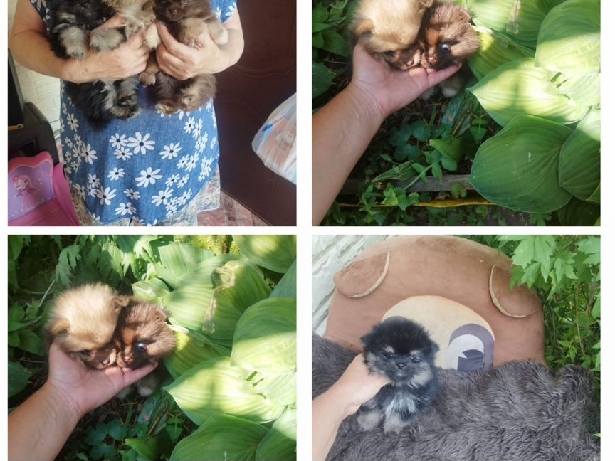 Шпицы разные померанцы Доставка из Челябинска