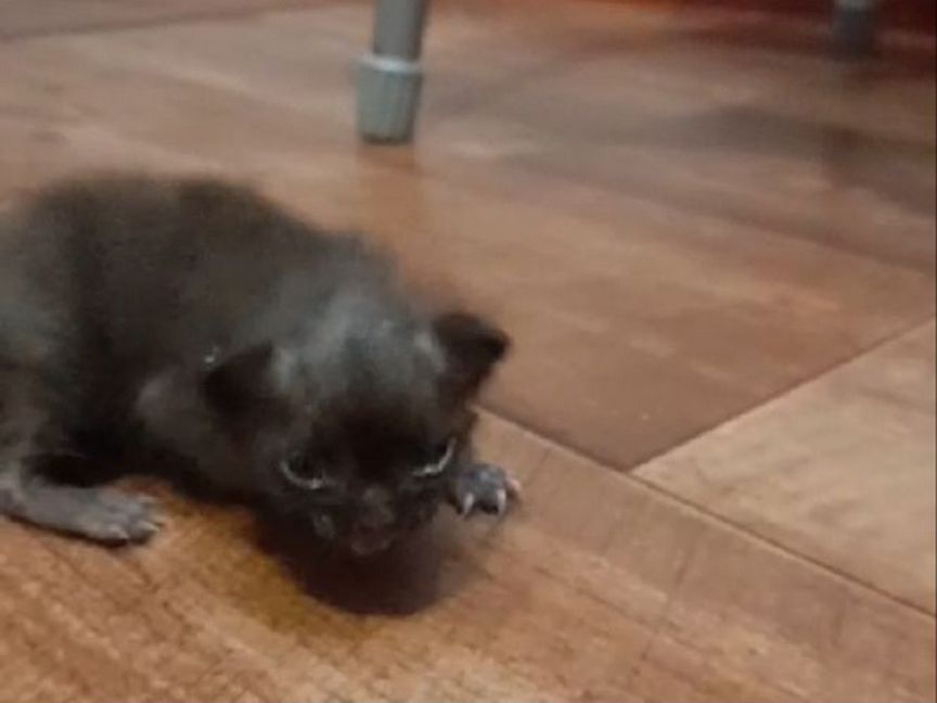 Нужна кормящая кошка