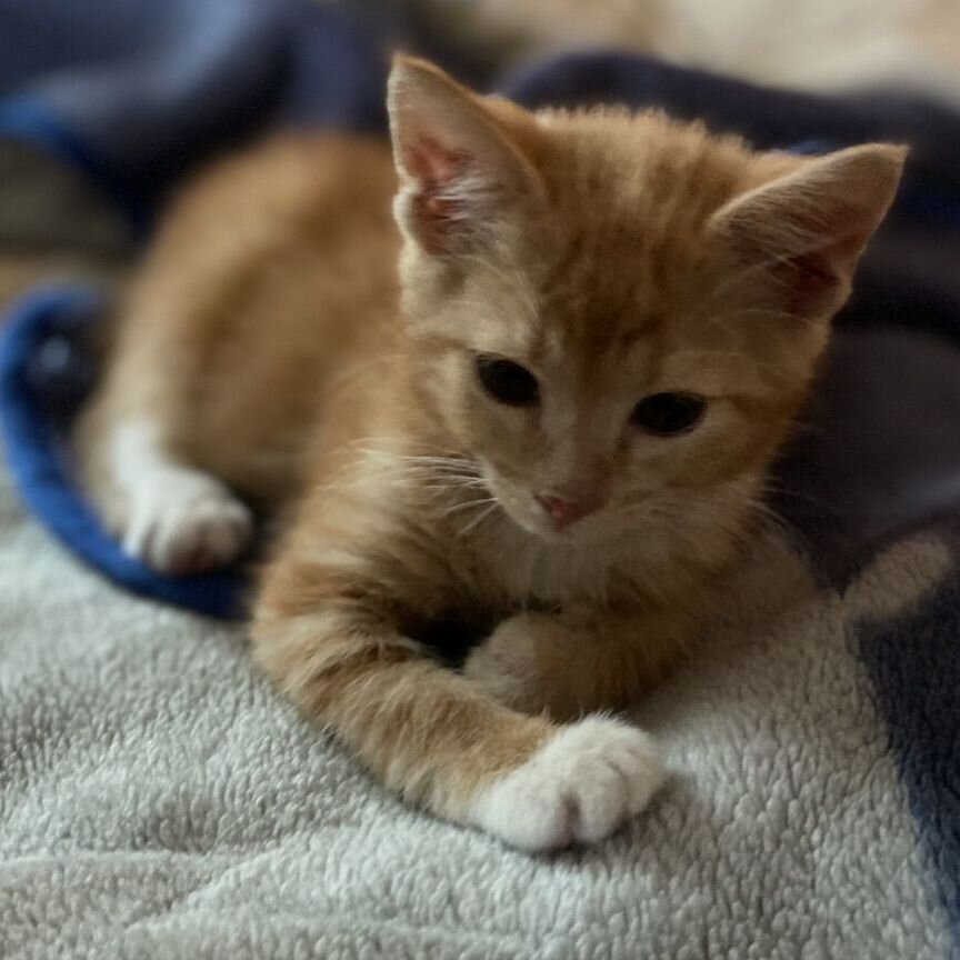 Котята родились на пасху