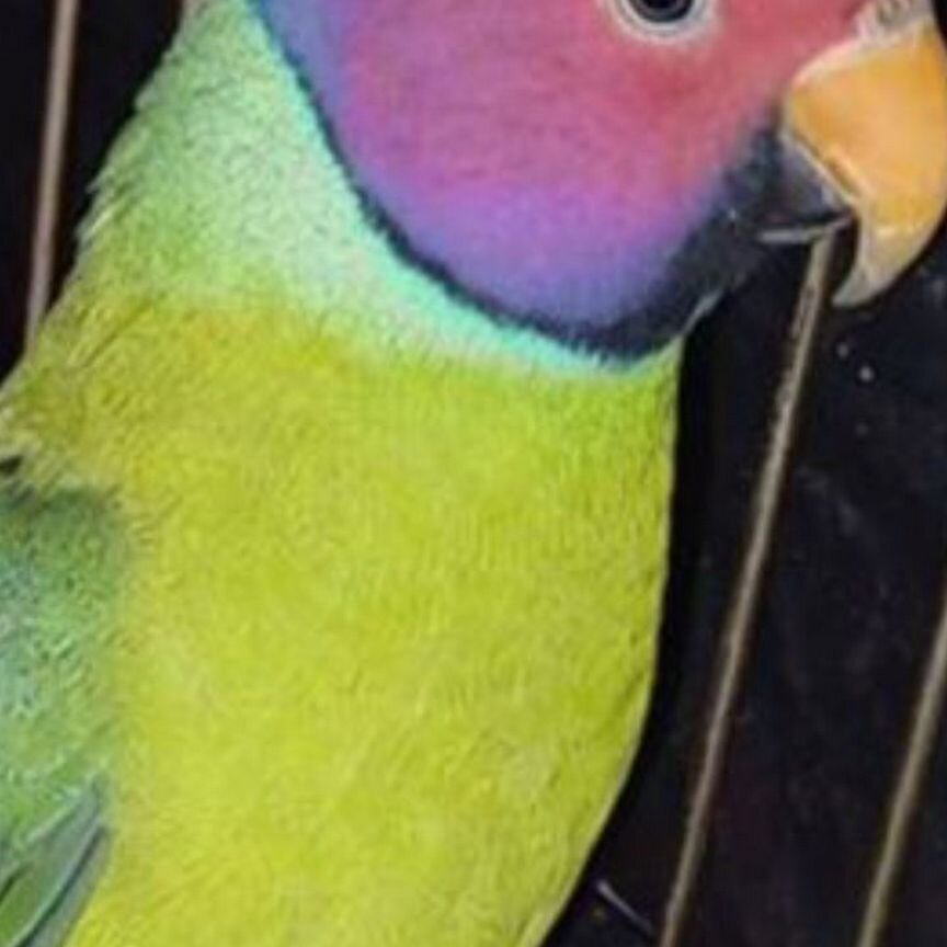 Слива головный попугай. Ручной