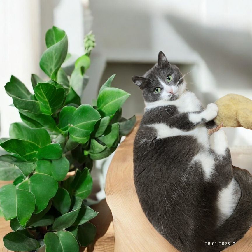 Кошка Соня в добрые руки