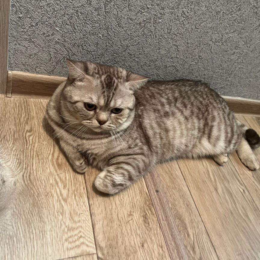 Вязка британских котов
