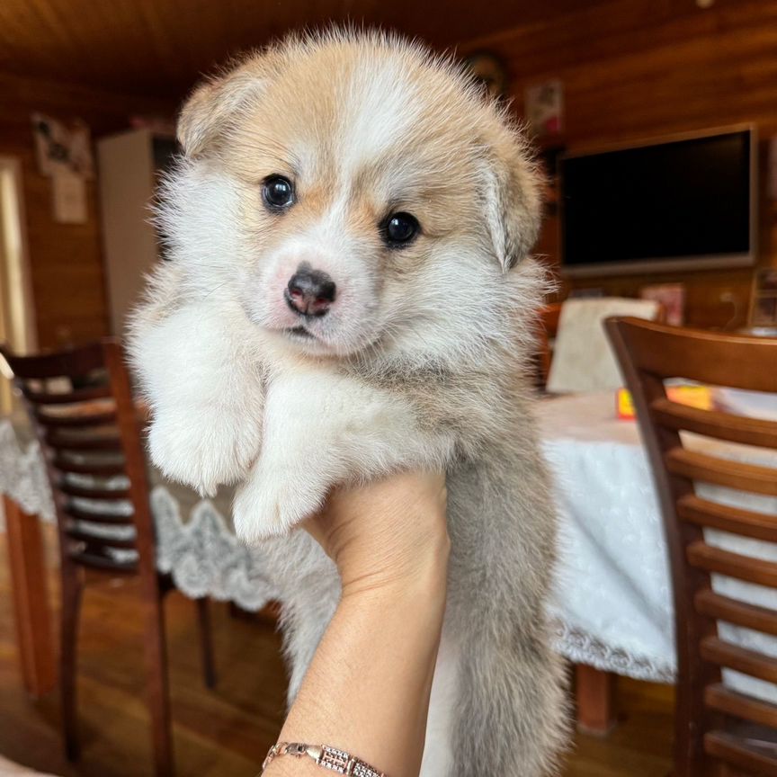 Щенки корги